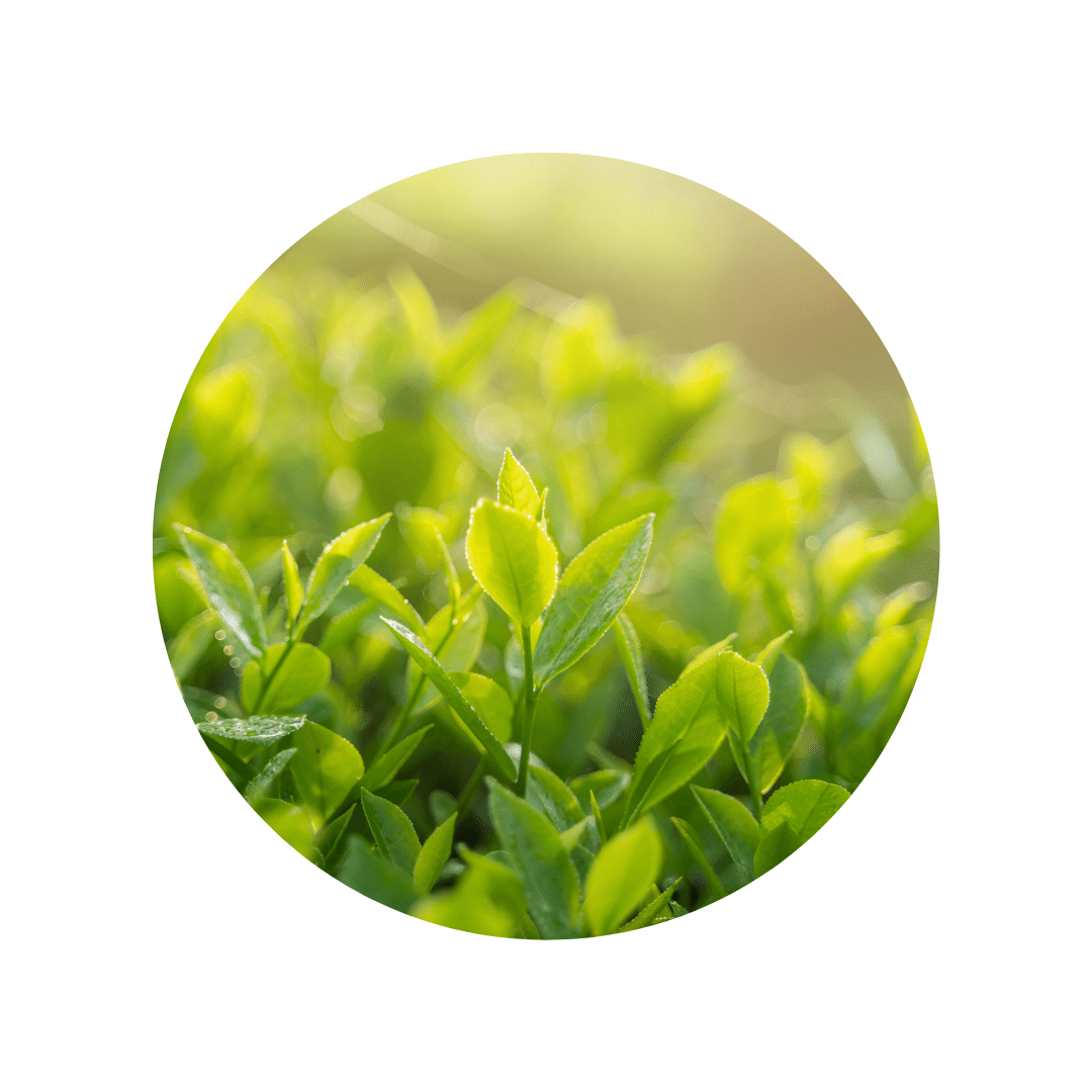 Obio Manzana 30 porciones - Obio